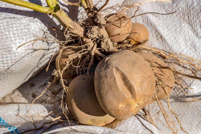 Potato Tuber after Harvesting Stock Image - Image of fruit, closeup ...