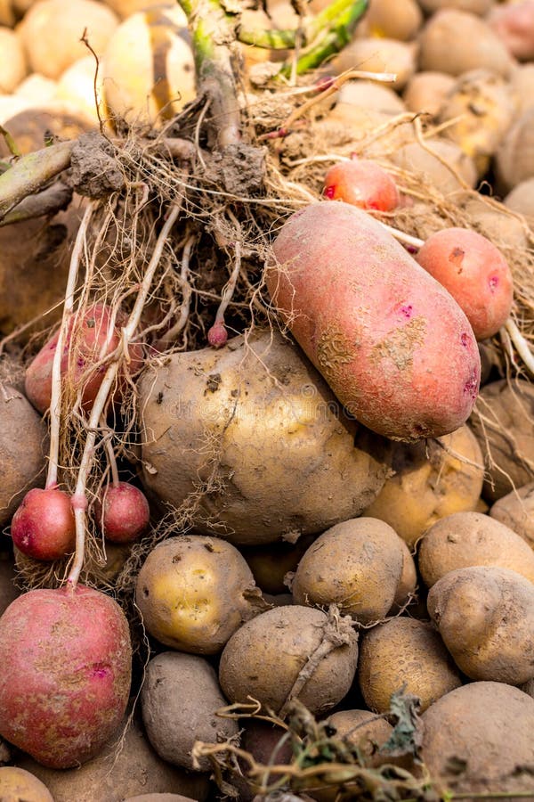 Potato Tuber after Harvesting Stock Photo - Image of murphy, nature ...