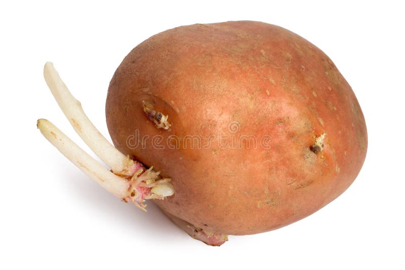 Potato Tuber with Large Sprouts on White Background. Stock Image ...