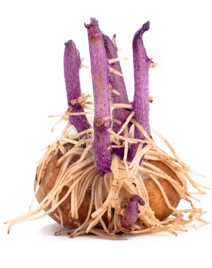 Yam Tuber Roots Yam Vegetable from India, One Piece Isolated on White ...