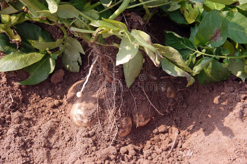 Potato Tuber in Production Field Stock Image - Image of fresh, food ...