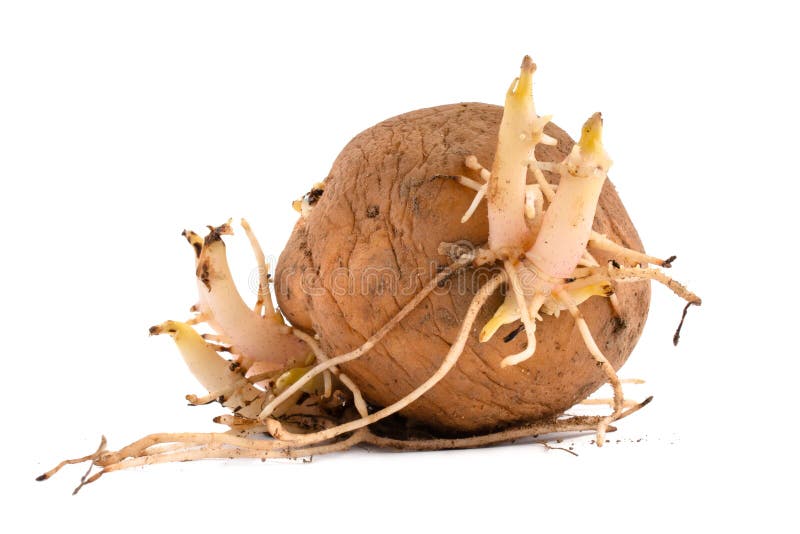 Potato Tuber with Sprouts and Roots Stock Photo - Image of root ...