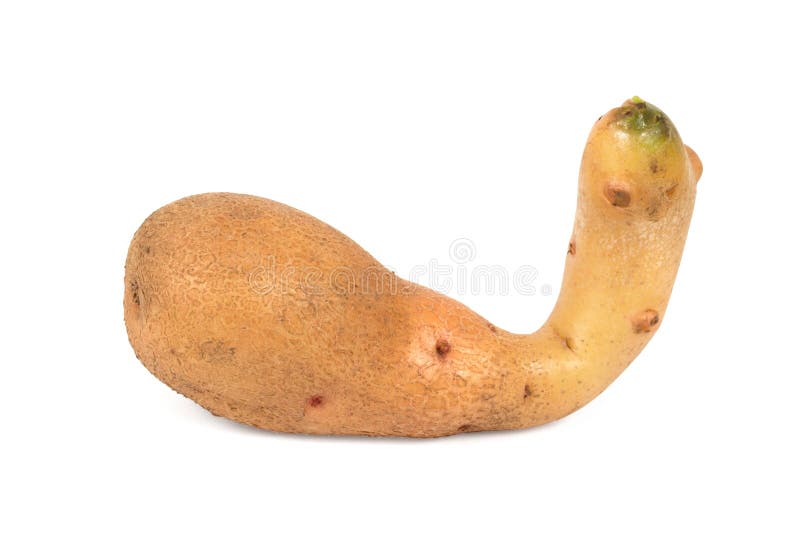 A Potato Tuber of an Unusual Curved Shape is Isolated on a White ...