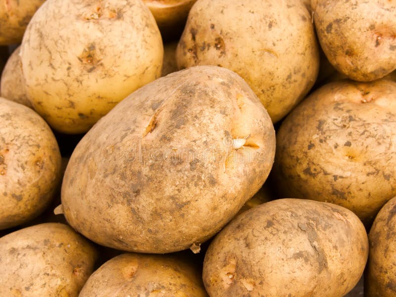Potato Tubers Picture. Image: 8114326