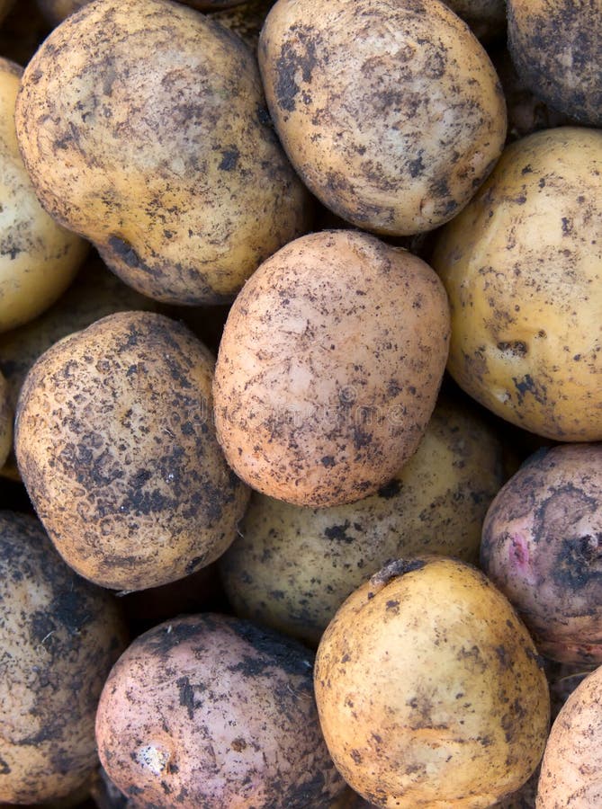 Potato Tubers an Abstract Background Stock Photo - Image of fragment ...