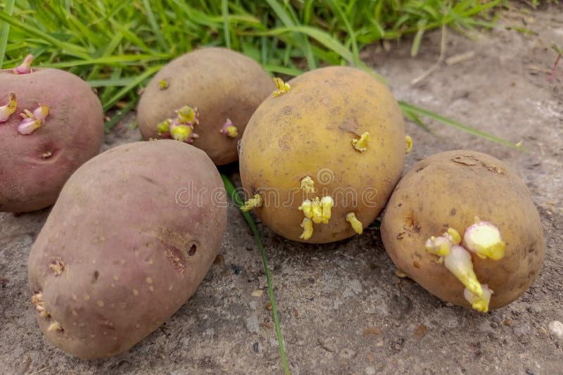 Potato Tubers with Budding Buds are Lying on the Ground Stock Image ...
