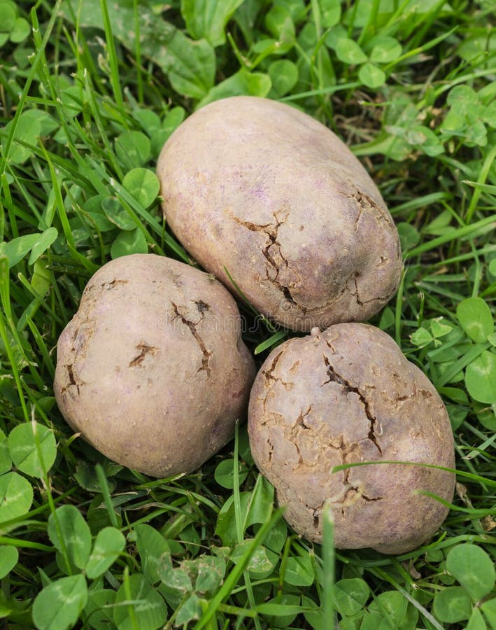Potatoes infected stock image. Image of inside, black - 23783893