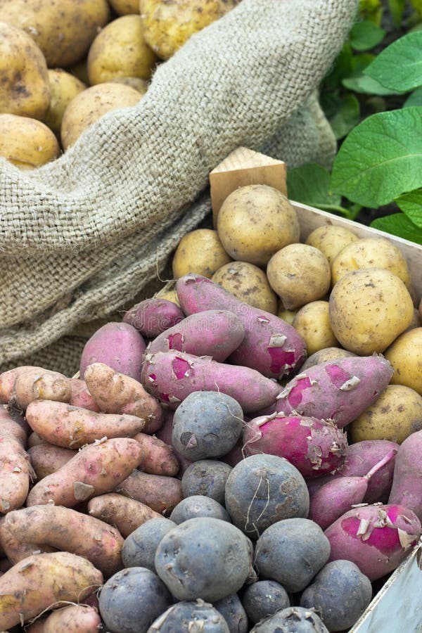 Potato varieties stock image. Image of potato, cultivation - 42333665
