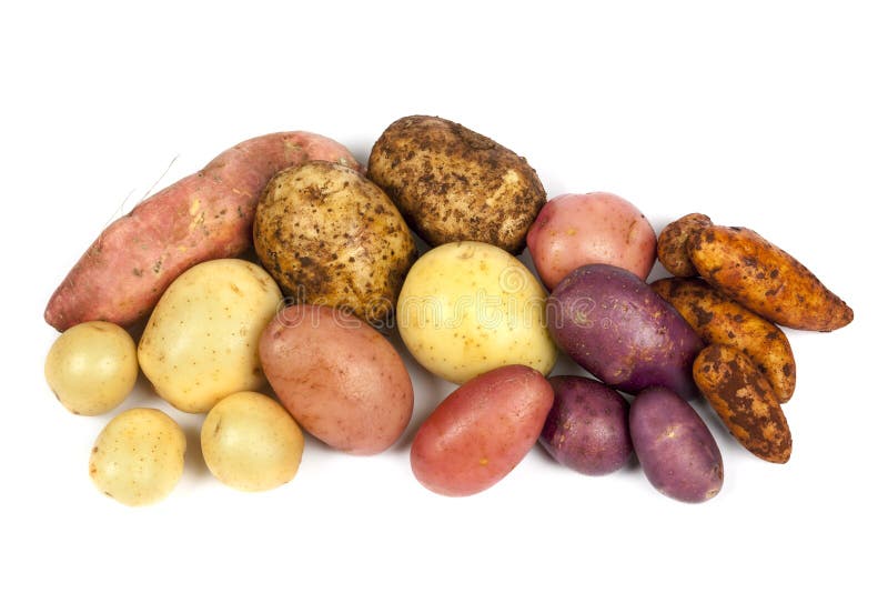Potato Varieties Isolated on White Stock Photo - Image of potatoes ...