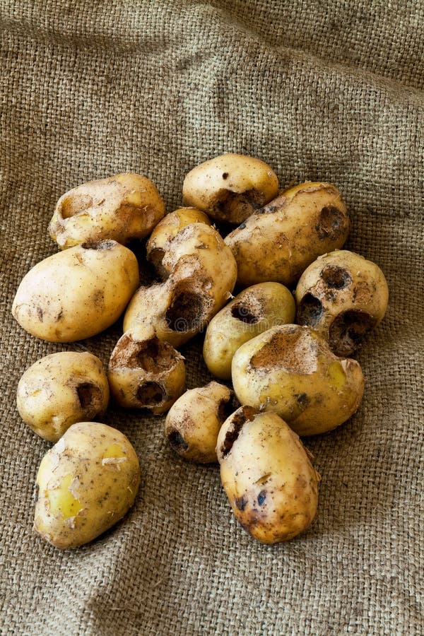 Potato worm stock photo. Image of group, plant, insect - 20536958