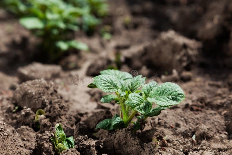 Potato stock photo. Image of agronomy, farm, ground, farming - 55427884