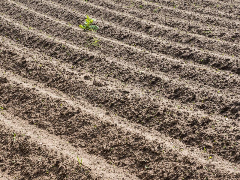 Potatoe field in spring stock image. Image of soil, solanum - 32989169
