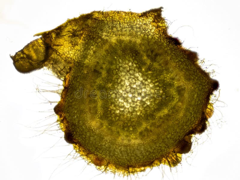 Potatoe Sprout Cross Section Under the Microscope Stock Image - Image ...