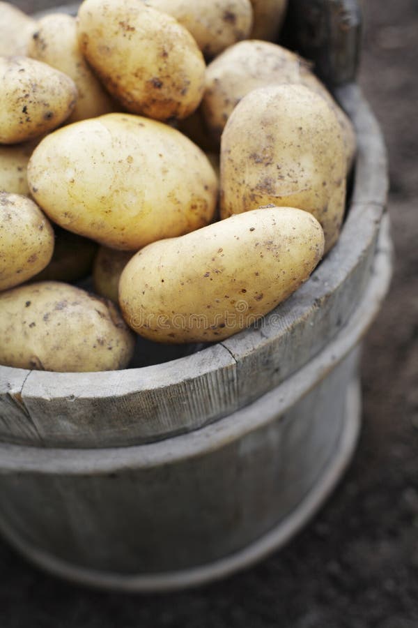 Potatoes stock photo. Image of basket, growing, lunch - 1499954