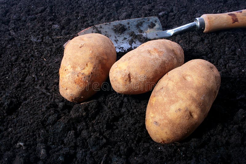Potatoes stock image. Image of three, autumn, potato - 10745207