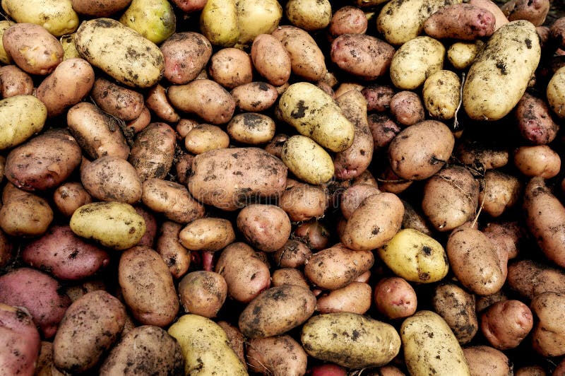 Multi-colored Fingerling Potatoes at an Outdoor Farmers Market. Stock ...