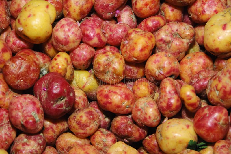 Botswana Indegenous Fruits; Mogwana Stock Image - Image of wild, cattle ...