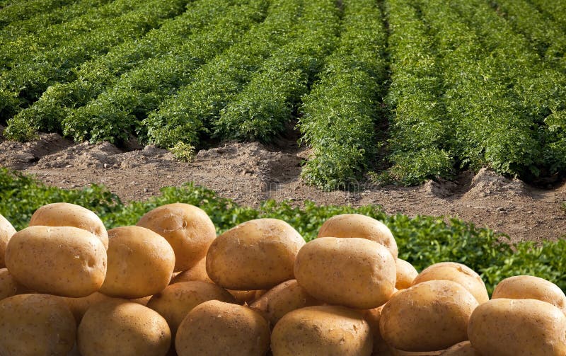 Potatoes stock photo. Image of rows, spring, nature, potatoes - 15576774