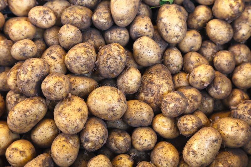 Potatoes stock photo. Image of cooking, fresh, potato - 15990406