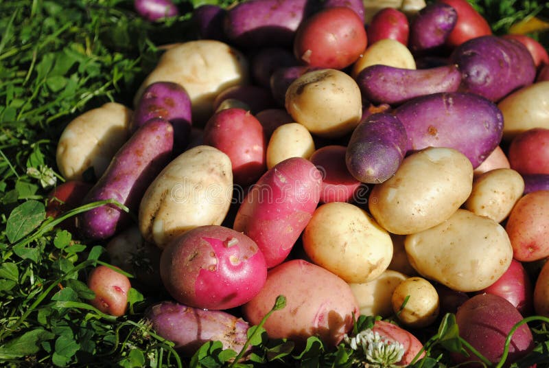 Potatoes stock image. Image of nature, root, rural, vegetable - 15998509