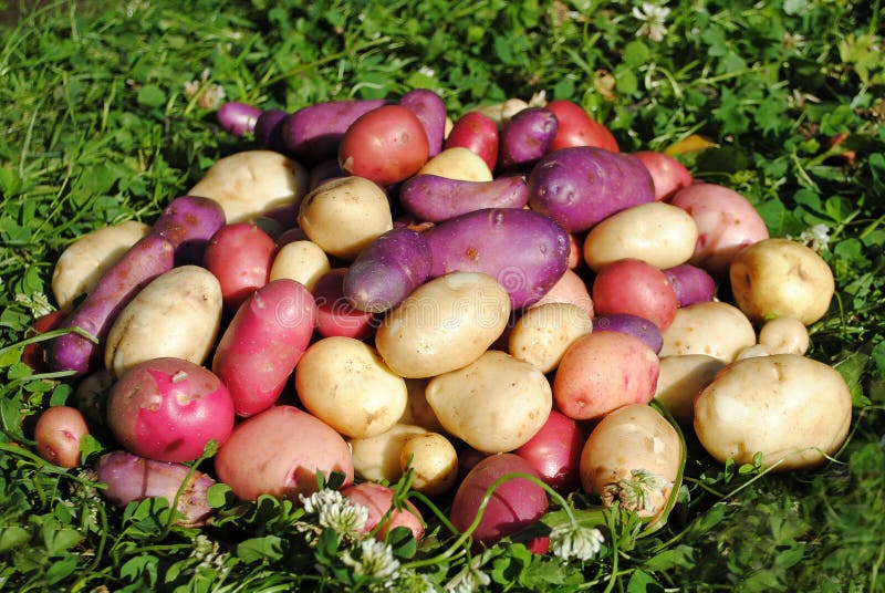 Multi-colored Fingerling Potatoes at an Outdoor Farmers Market. Stock ...
