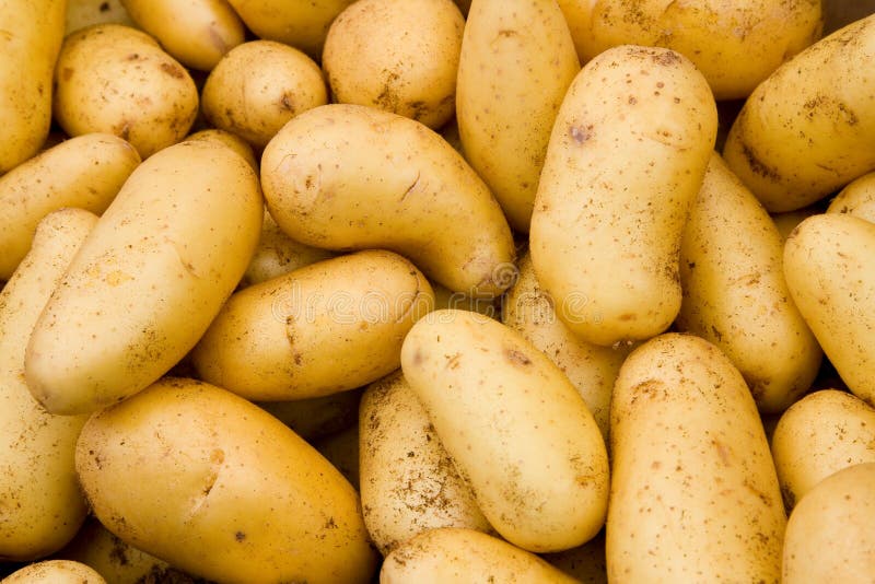 Potatoes stock image. Image of ingredients, potato, food - 17816267