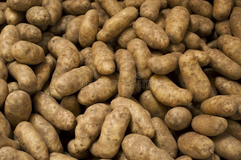 Potatoes stock photo. Image of edible, market, farming - 19563618