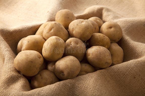 Potatoes stock photo. Image of color, bulb, hemp, natural - 20549968