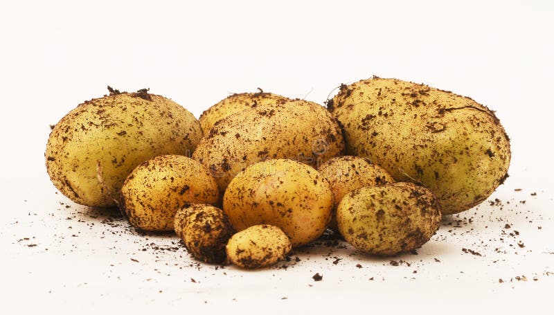 Potatoes stock image. Image of white, soil, medium, potato - 22815059