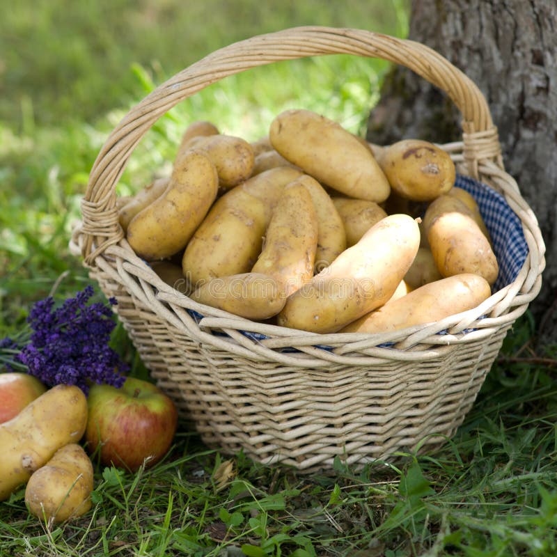 Potatoes stock image. Image of herb, cooking, fixings - 25545529