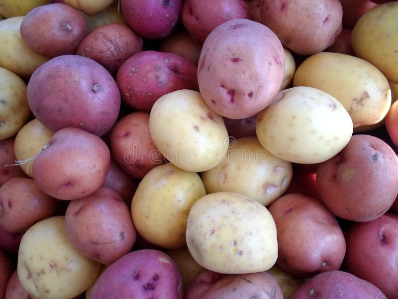 Multi-colored Fingerling Potatoes at an Outdoor Farmers Market. Stock ...