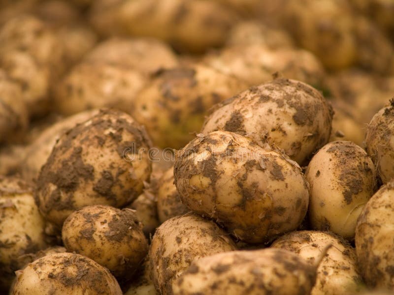 Natural Organic Potatoes in Bulk at Farmer Market Stock Image - Image ...