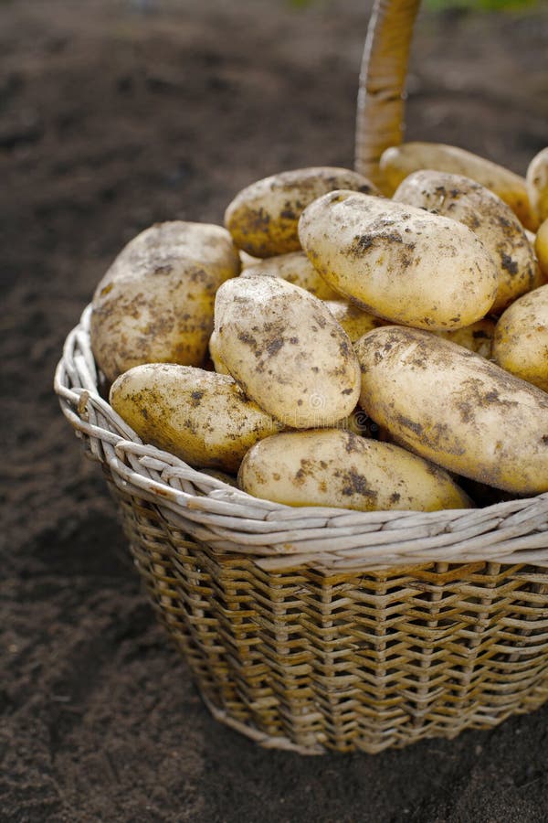 Potatoes stock photo. Image of vegetables, cupped, hand - 11242480