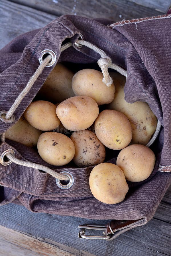 Potatoes in backpack stock photo. Image of square, group - 39948418