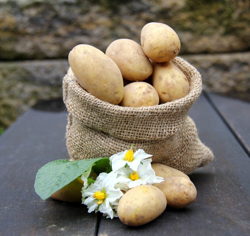 New potatoes stock image. Image of agriculture, small - 25307695