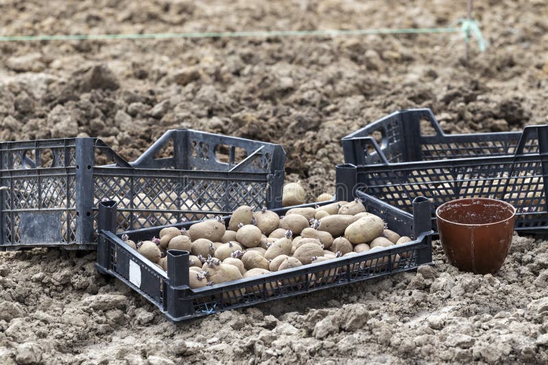 Potatoes in Boxes in the Garden Stock Image - Image of spring, food ...