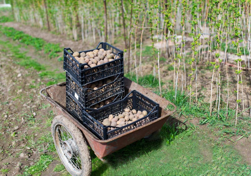 Potatoes in boxes. stock photo. Image of earth, dirt - 70644272