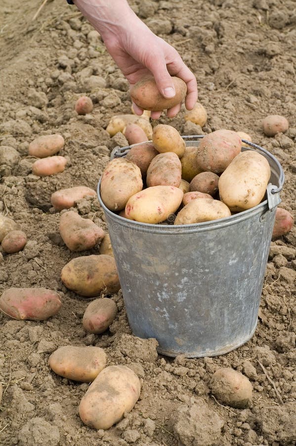 Potatoes in bucket stock image. Image of healthy, hand - 3237703