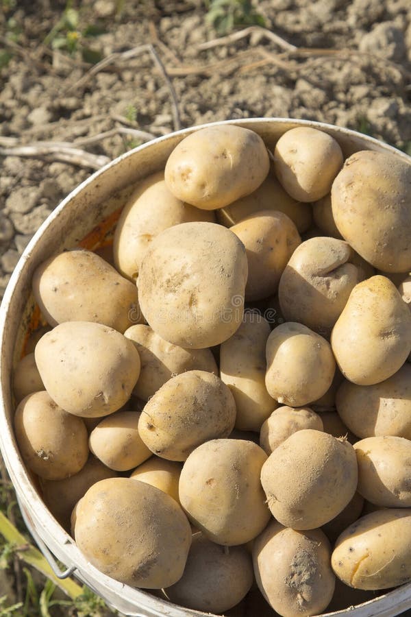 Potatoes in a bucket stock image. Image of crop, freshness - 74616001