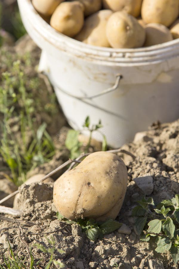 Potatoes in a bucket stock image. Image of farm, culture - 59703967