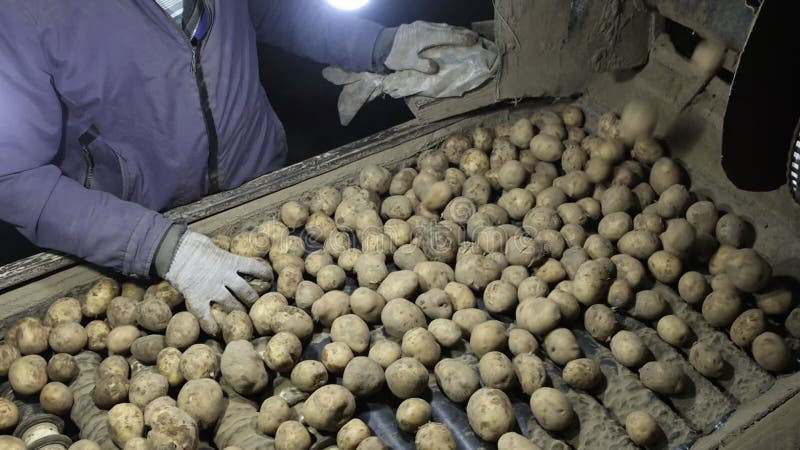 Potato Processing Line, Potatoes Cleaning Sorting Grading Line. Stock ...