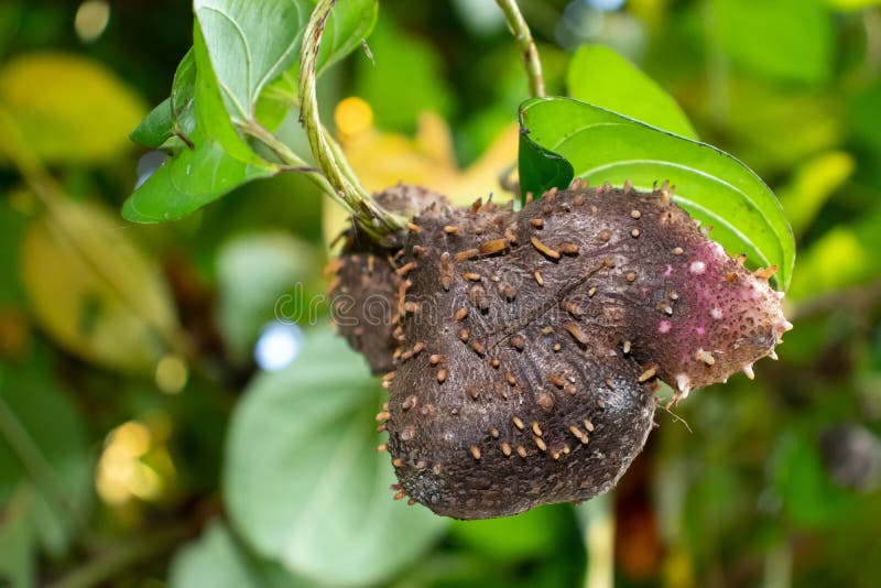 Potatoes on Creepers Green Tree that Grow Above Land Stock Image ...