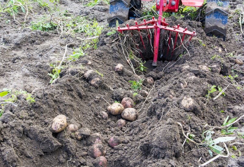 Potatoes stock photo. Image of nature, soil, grow, field - 76827768