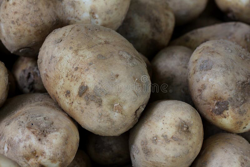 Sweet Potatoes Rain Stock Photos - Free & Royalty-Free Stock Photos ...