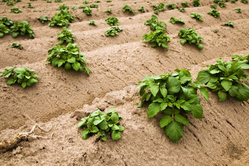 Potatoes field stock image. Image of potato, food, culture - 25417597