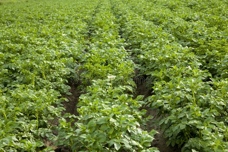 Potatoes field stock image. Image of leaf, green, bush - 25454349