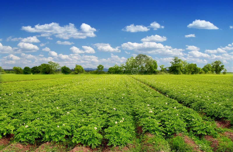 Potatoes field stock image. Image of spring, background - 5296579
