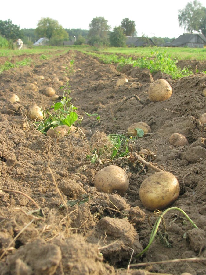 Potatoes on the field stock photo. Image of rural, village - 31686028