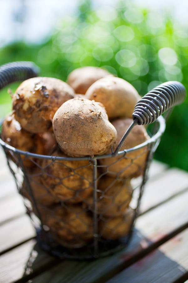 Potatoes stock image. Image of garden, grow, carbohydrate - 55865593