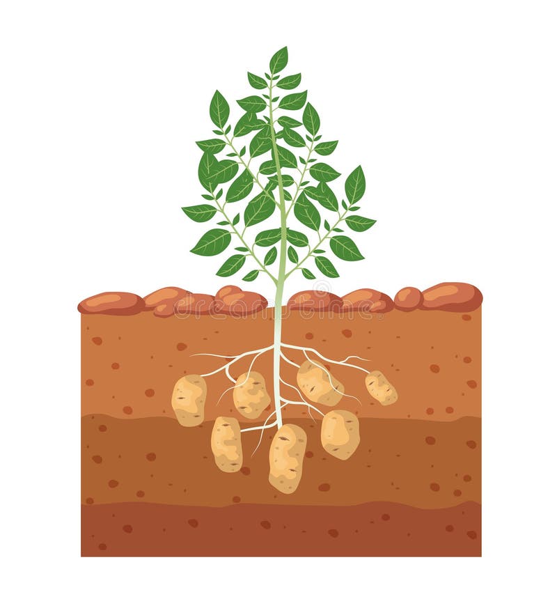 Underground Grounding Template Of Potatoes 10 Simple Spiritual